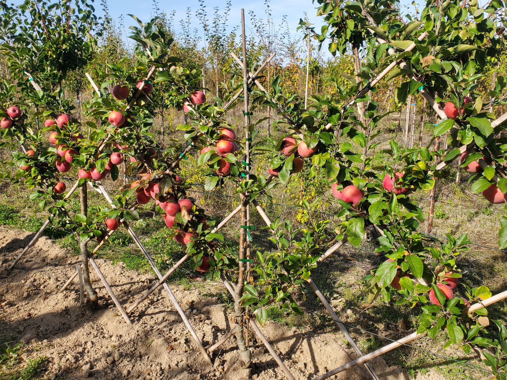 De l'arbre aux fruits - Samedi 23 novembre – sam. 23 nov. 24