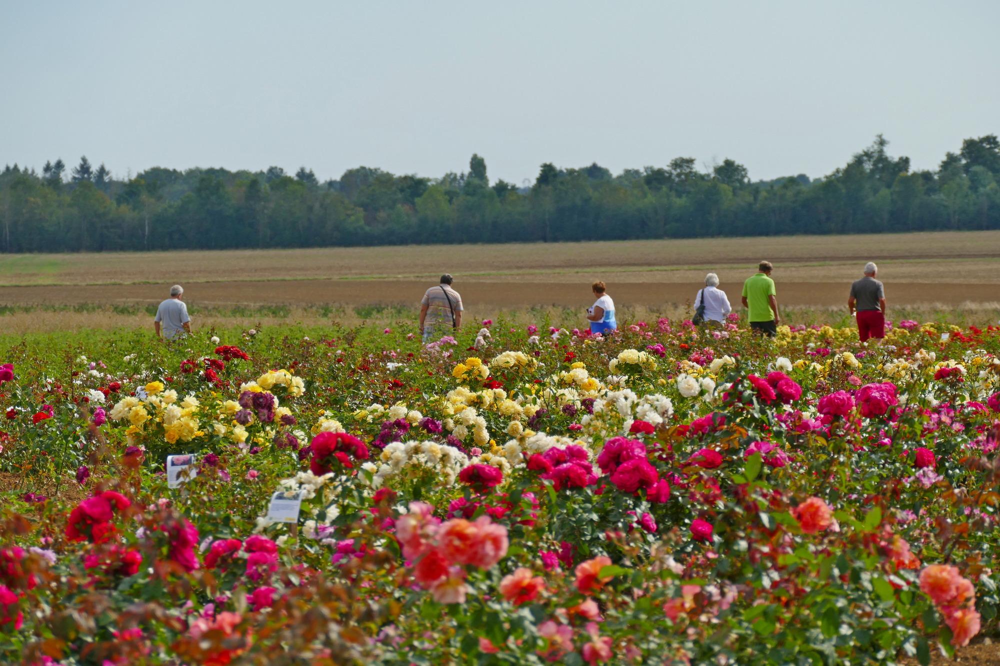 Septembre en Roses – du 6 au 30 sept. 22