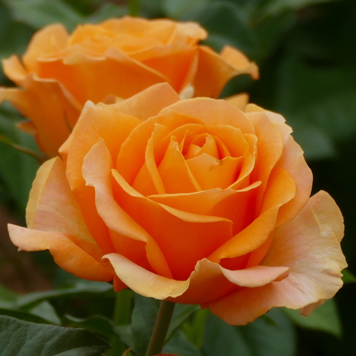 Vente en ligne Rosier grimpant Disting'o Orange®. Direct Pépinières