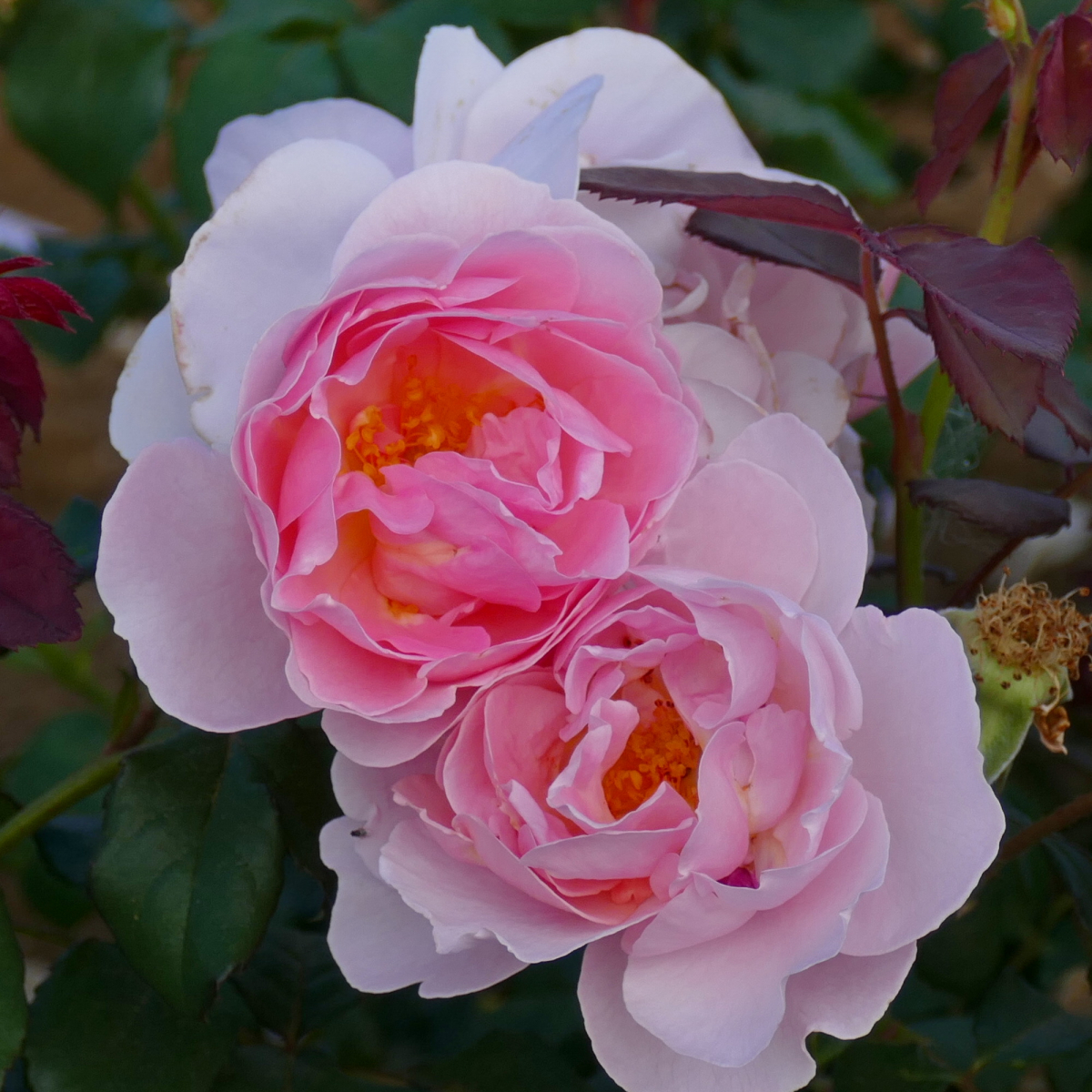 Vente en ligne Rosier paysager Caroline's heart®. Direct Pépinières