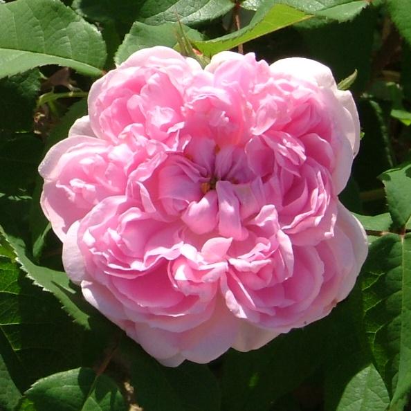 Vente en ligne Rosier ancien Jacques Cartier. Direct Pépinières