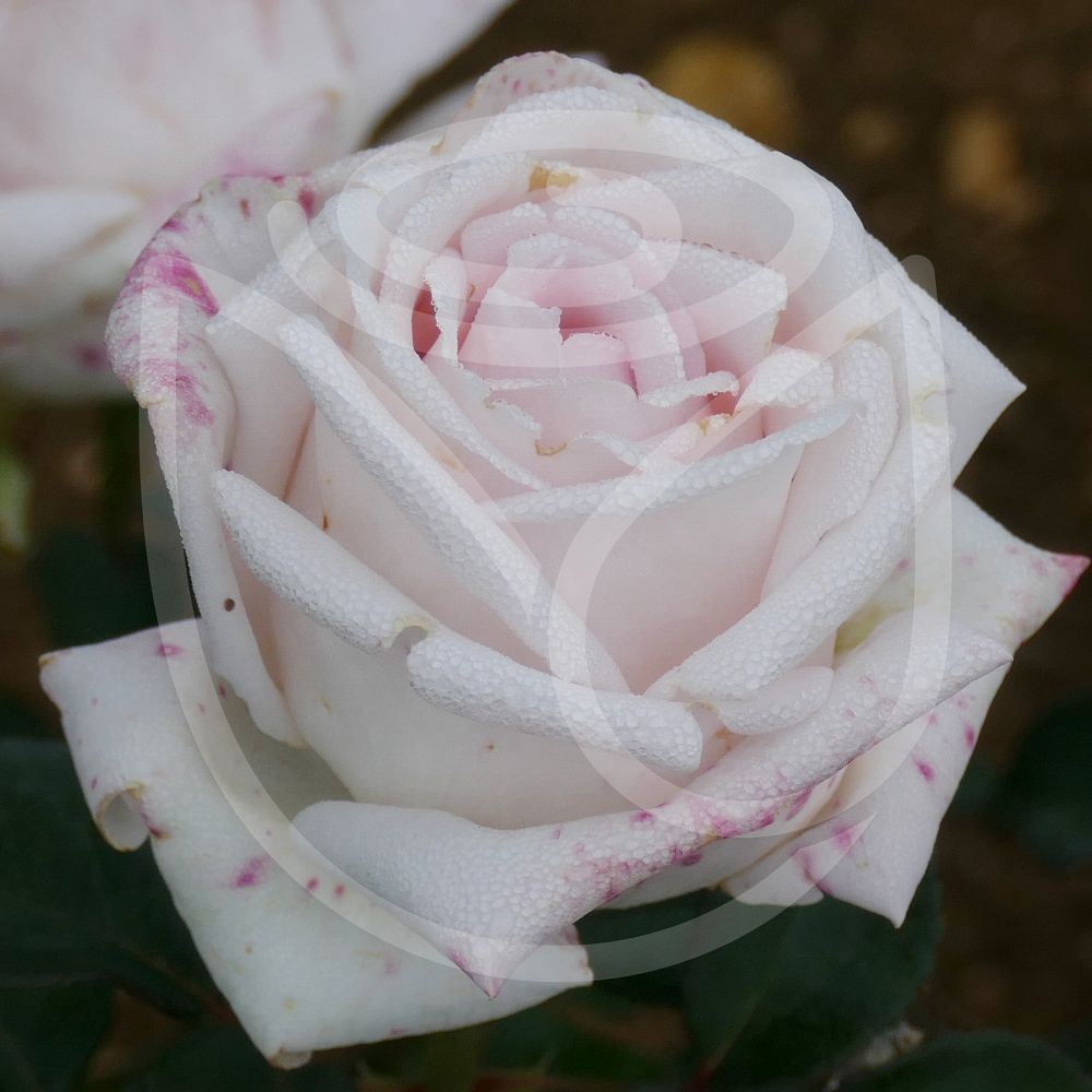 Vente en ligne Rosier buisson Eve de Rothschild®. Direct Pépinières