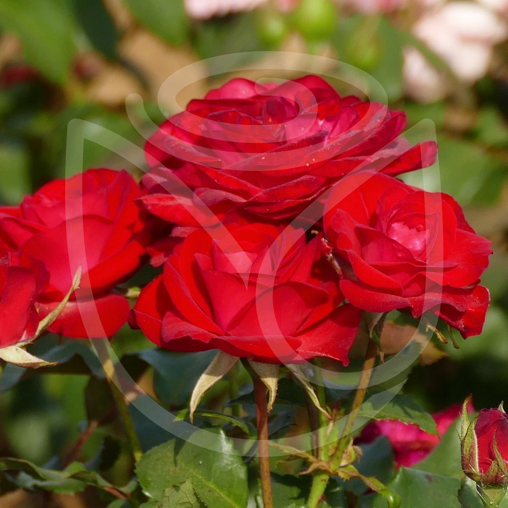 Vente en ligne Rosier buisson Wettra. Direct Pépinières