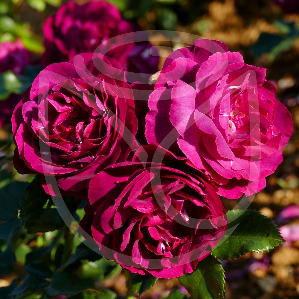 Vente en ligne Rosier buisson Purple Breeze®. Direct Pépinières