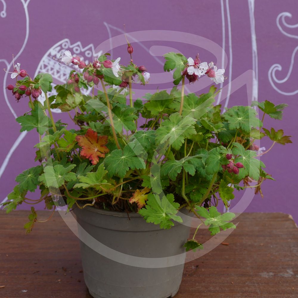 Vente en ligne Geranium macrorrhizum 'Spessart'. Direct Pépinières