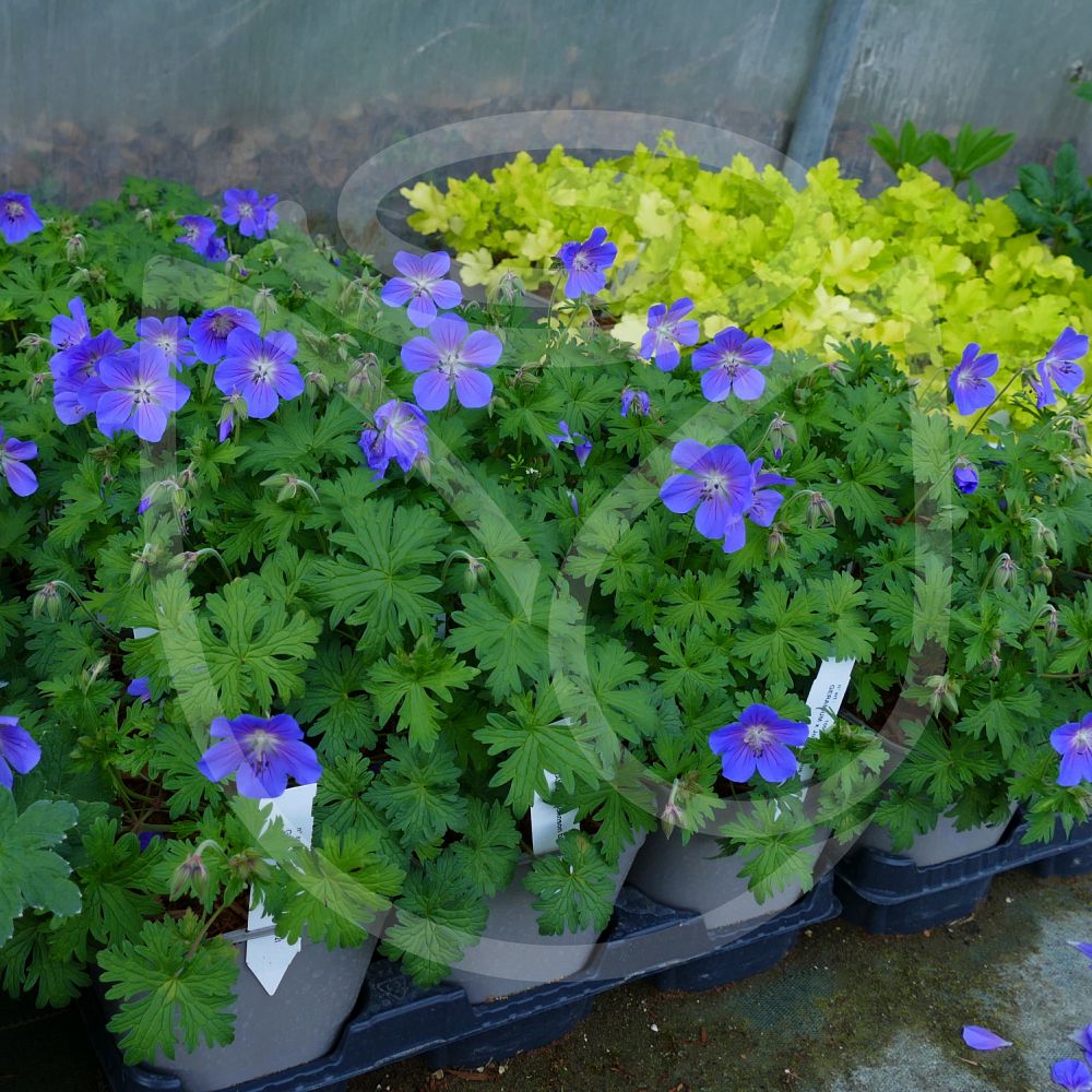 Vente en ligne Geranium 'Johnson Blue '. Direct Pépinières