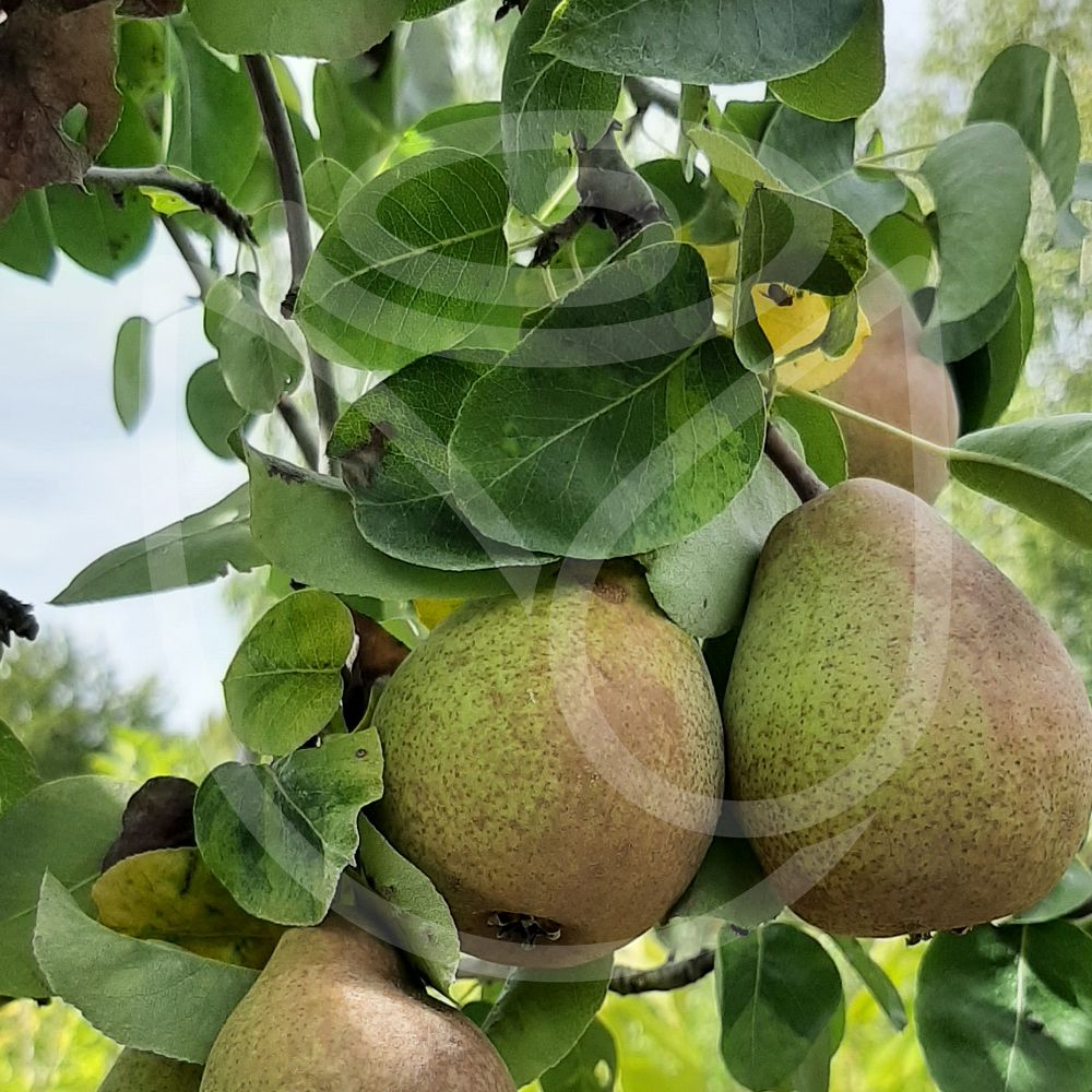 Vente en ligne Poirier Merveille ribet. Direct Pépinières