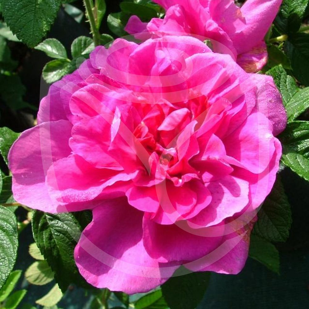 Vente en ligne Rosier ancien Hansa. Direct Pépinières